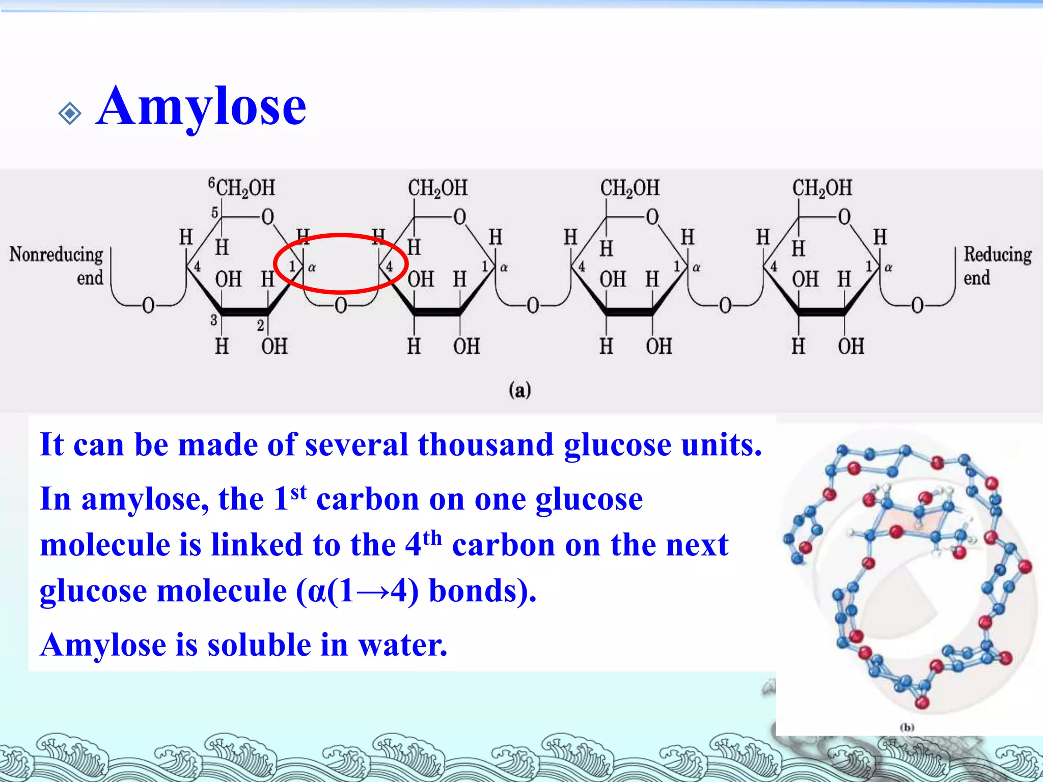 Chapter 5 Carbohydrate Metabolism-I.ppt