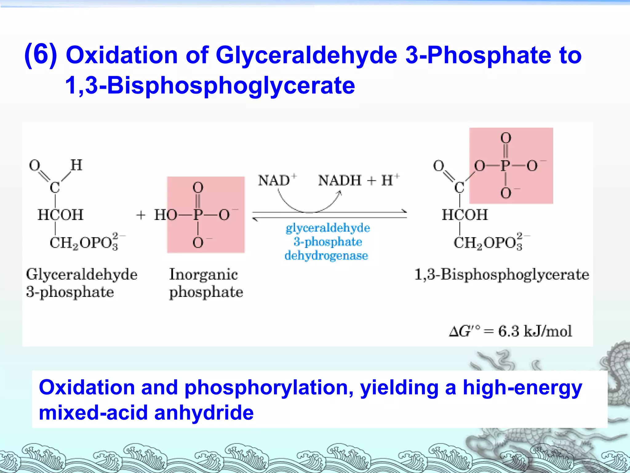 Chapter 5 Carbohydrate Metabolism-I.ppt