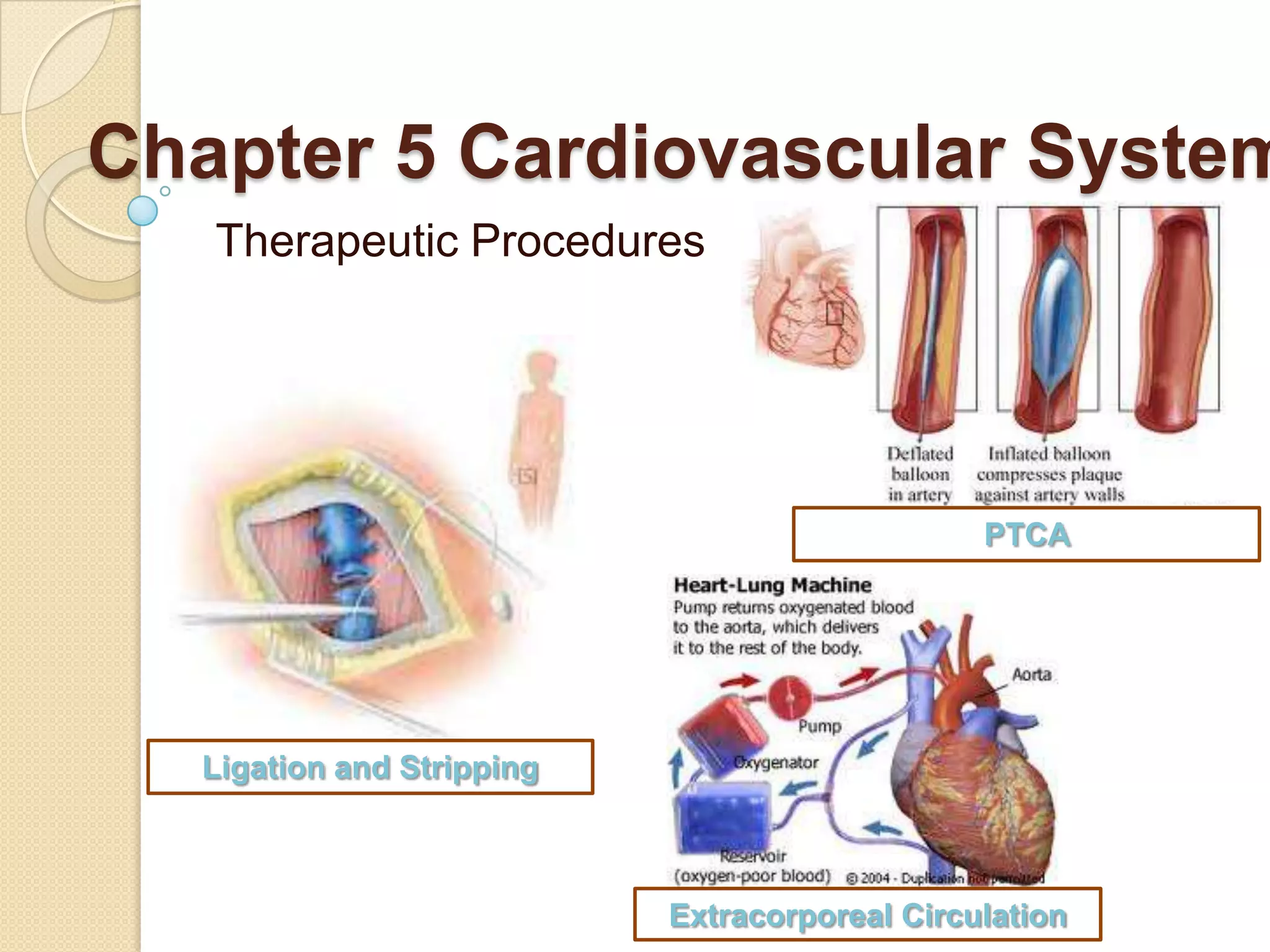 Chapter 5 cardiovascular system | PPT