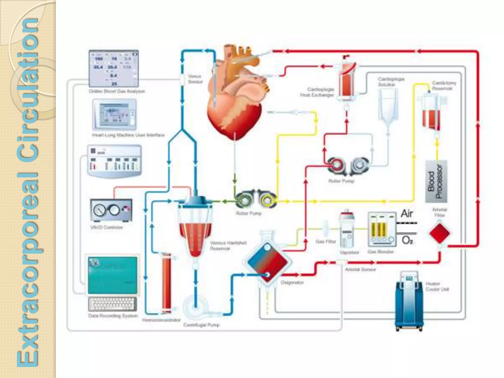 Chapter 5 cardiovascular system | PPTX