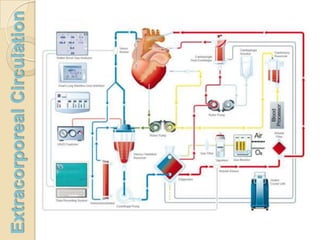 Chapter 5 cardiovascular system | PPT