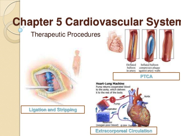 Chapter 5 cardiovascular system