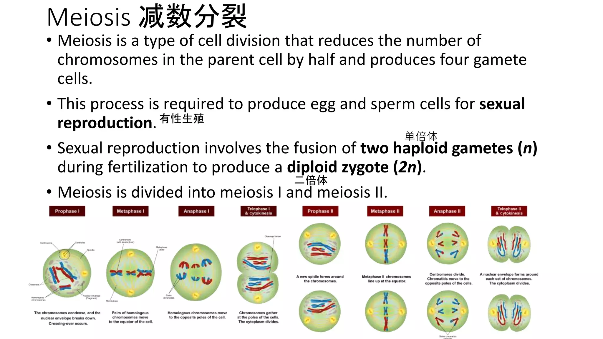 Chapter 5 cell division SPM Biology Form 4 | PPTX | Biological Sciences ...