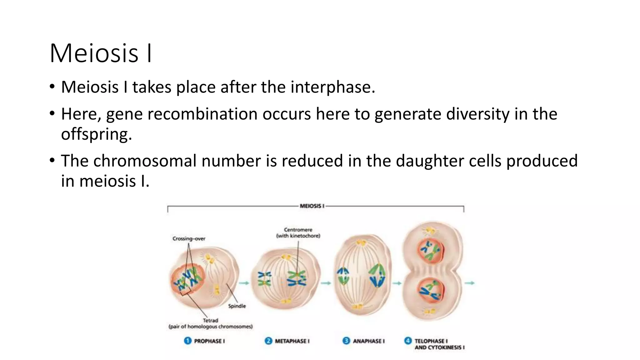 Chapter 5 cell division SPM Biology Form 4 | PPTX