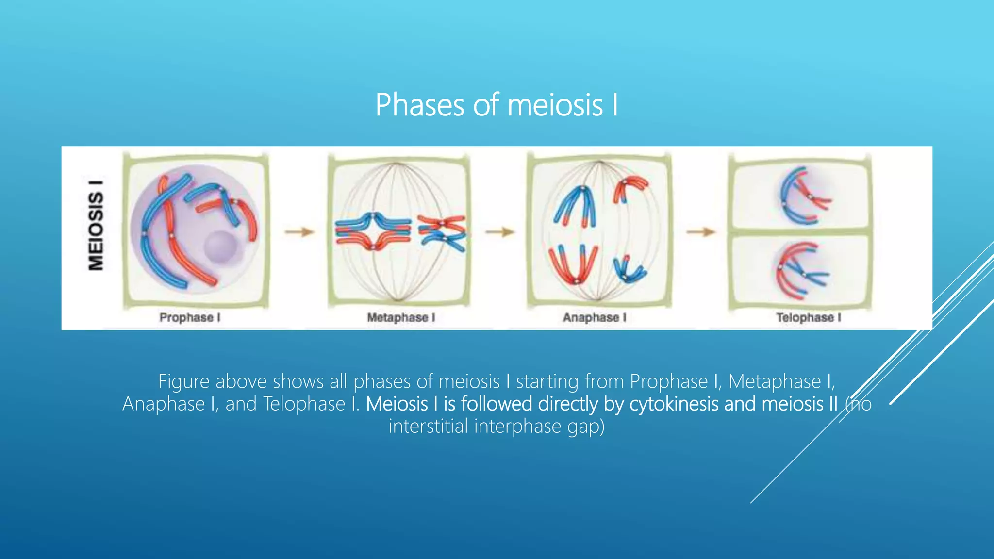Science Form 4 Chapter 5 – cell division | PPTX