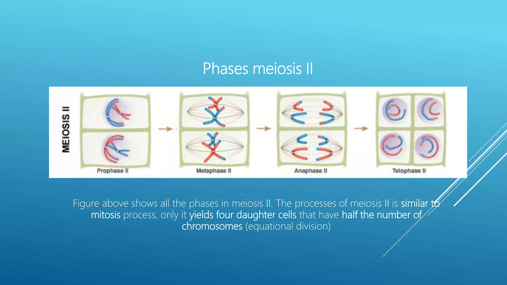 Science Form 4 Chapter 5 – cell division | PPTX