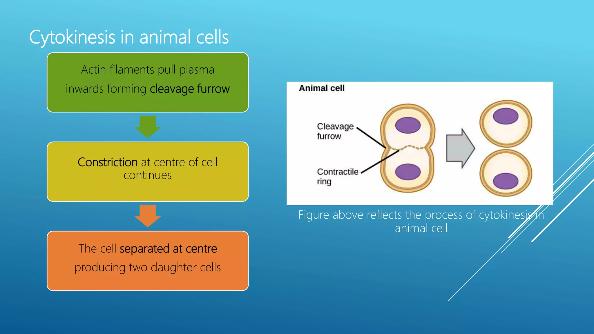 Science Form 4 Chapter 5 – cell division | PPTX