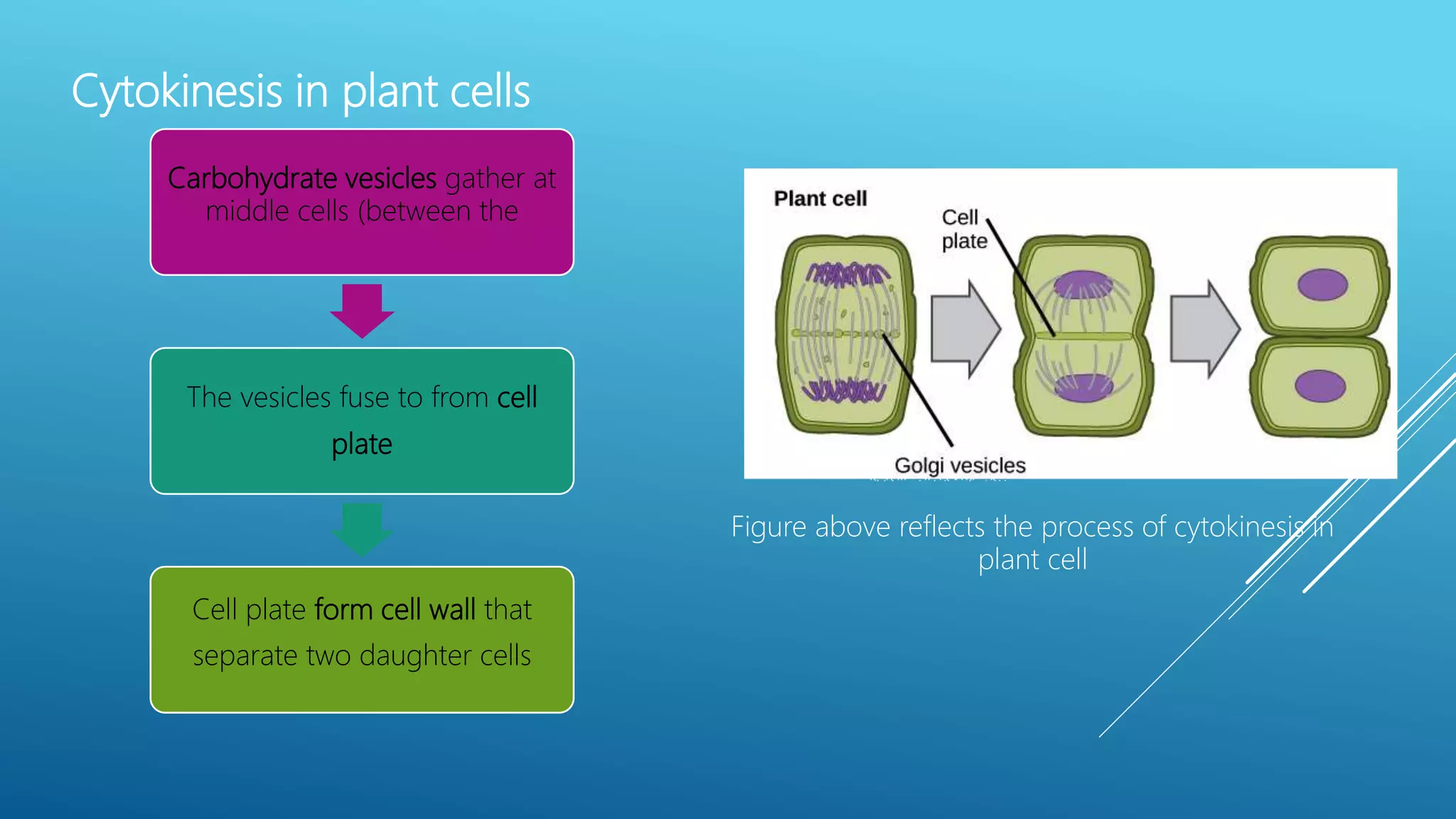 Science Form 4 Chapter 5 – cell division | PPTX