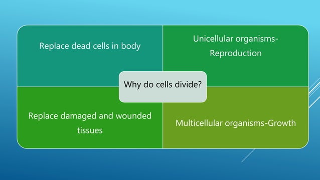 Science Form 4 Chapter 5 – cell division | PPTX