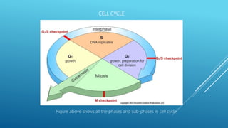 Science Form 4 Chapter 5 – cell division | PPTX
