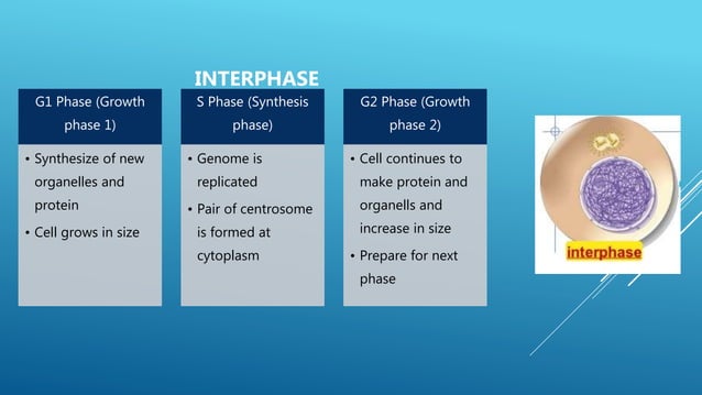 Science Form 4 Chapter 5 – cell division | PPTX