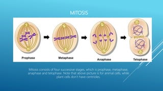 Science Form 4 Chapter 5 – cell division | PPTX