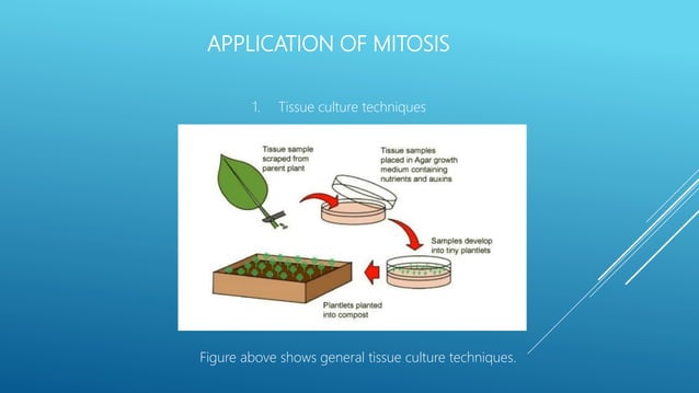 Science Form 4 Chapter 5 – cell division | PPTX