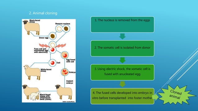 Science Form 4 Chapter 5 – cell division | PPTX
