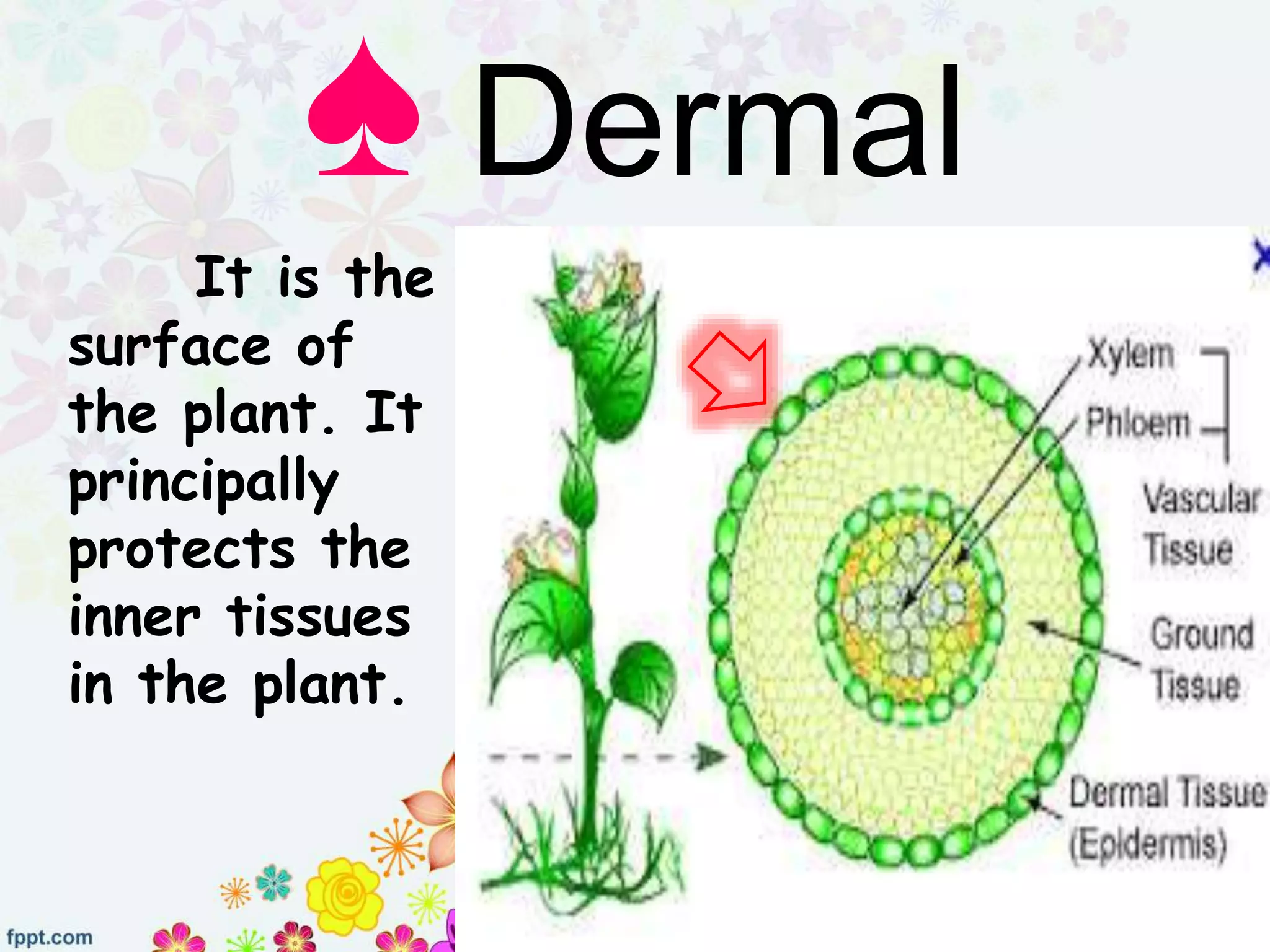 Chapter 5 : How Plants Survive | PPTX