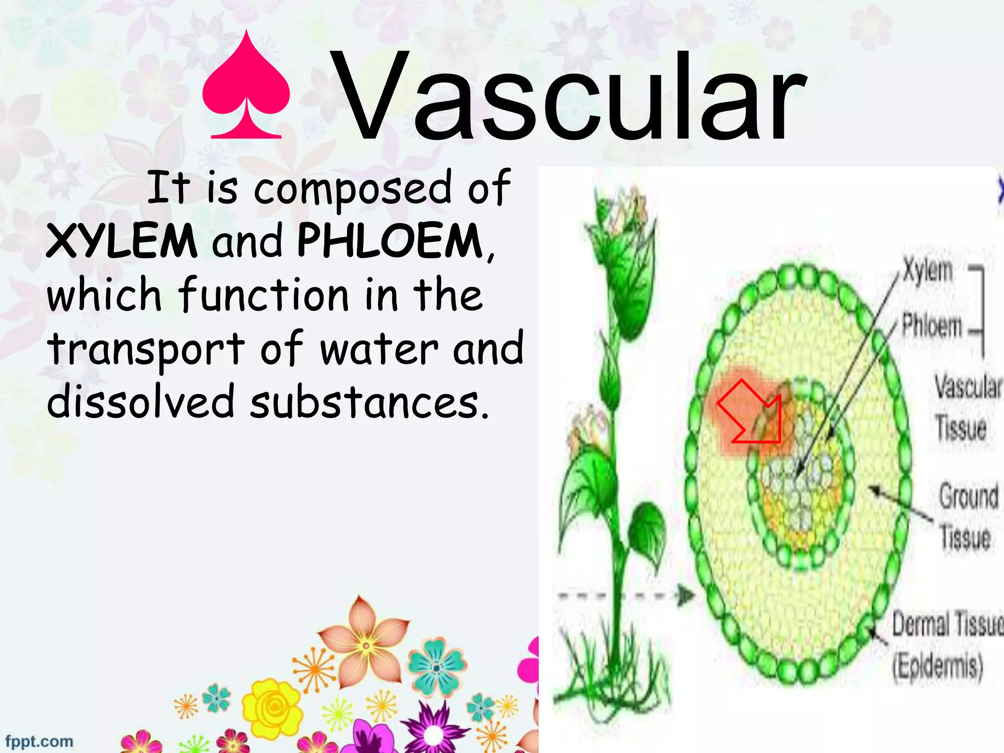 Chapter 5 : How Plants Survive | PPTX