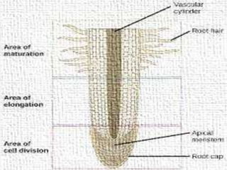 Chapter 5 : How Plants Survive | PPTX