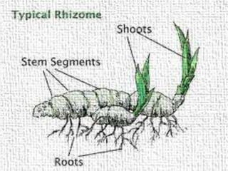 Chapter 5 : How Plants Survive | PPTX