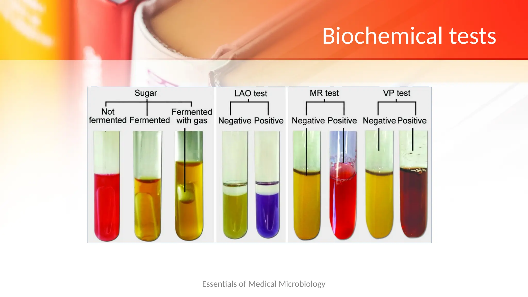 Chapter 5 Identification of Bacteria.pptx