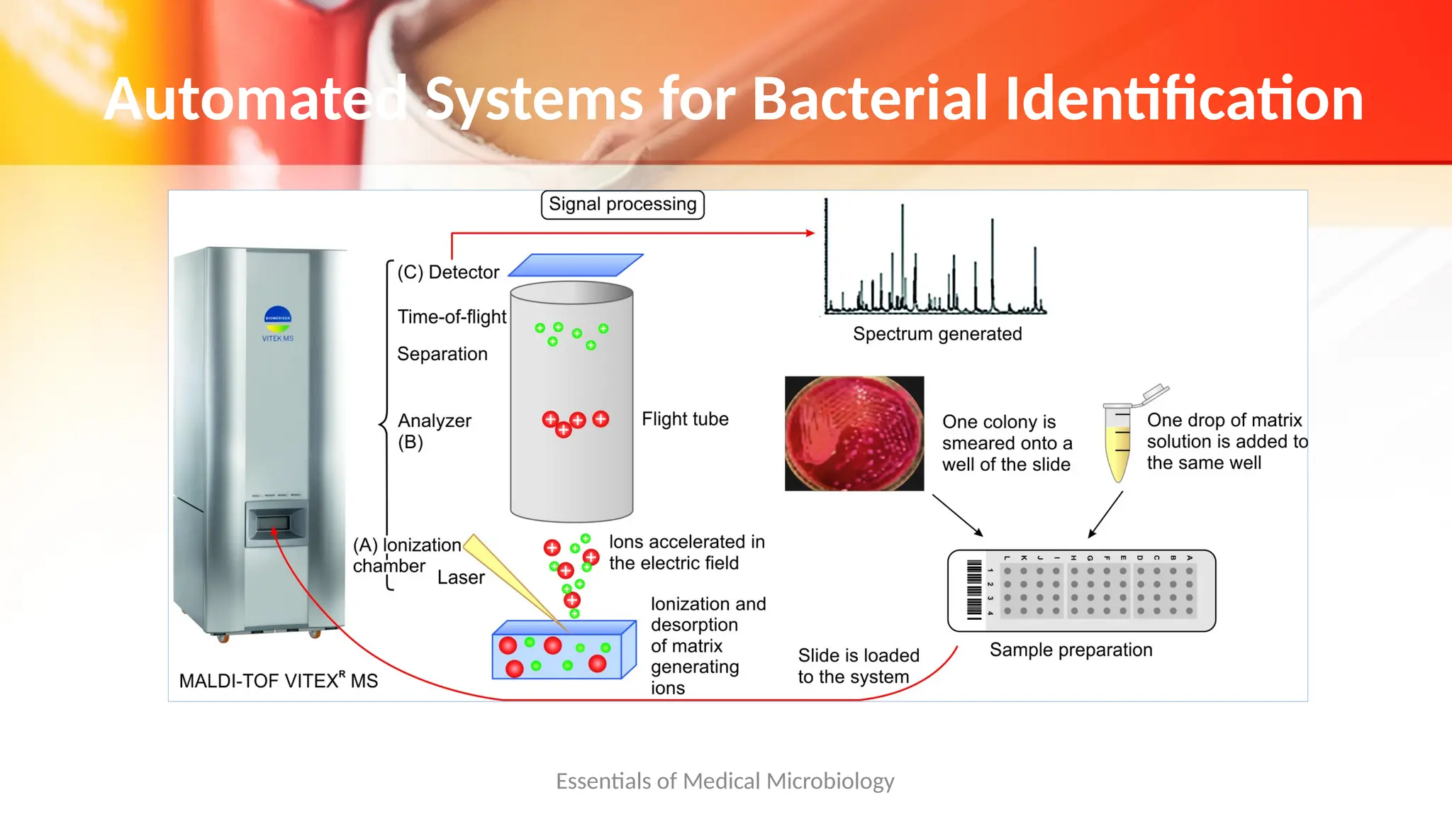 Chapter 5 Identification of Bacteria.pptx