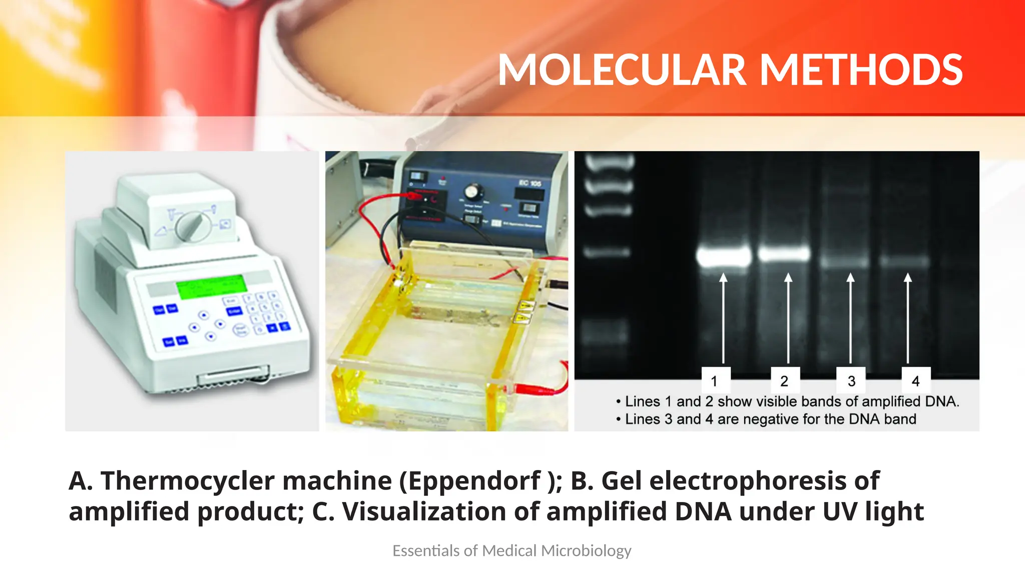 Chapter 5 Identification of Bacteria.pptx