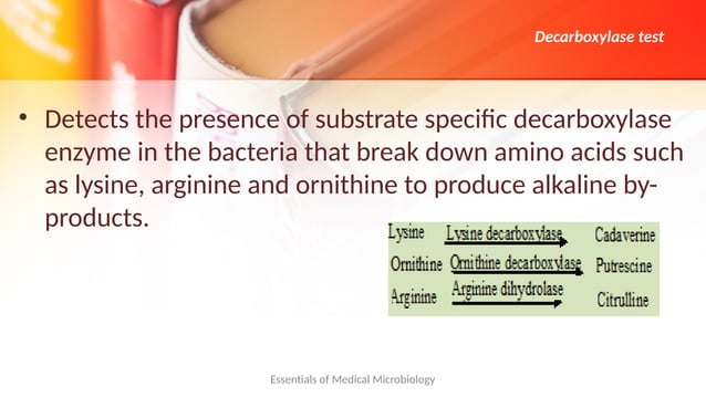 Chapter 5 Identification of Bacteria.pptx