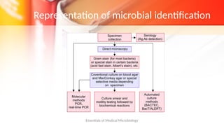Chapter 5 Identification of Bacteria.pptx