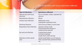 Chapter 5 Identification of Bacteria.pptx