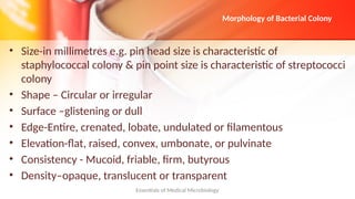 Chapter 5 Identification of Bacteria.pptx