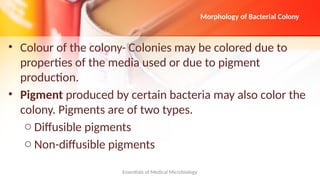 Chapter 5 Identification of Bacteria.pptx