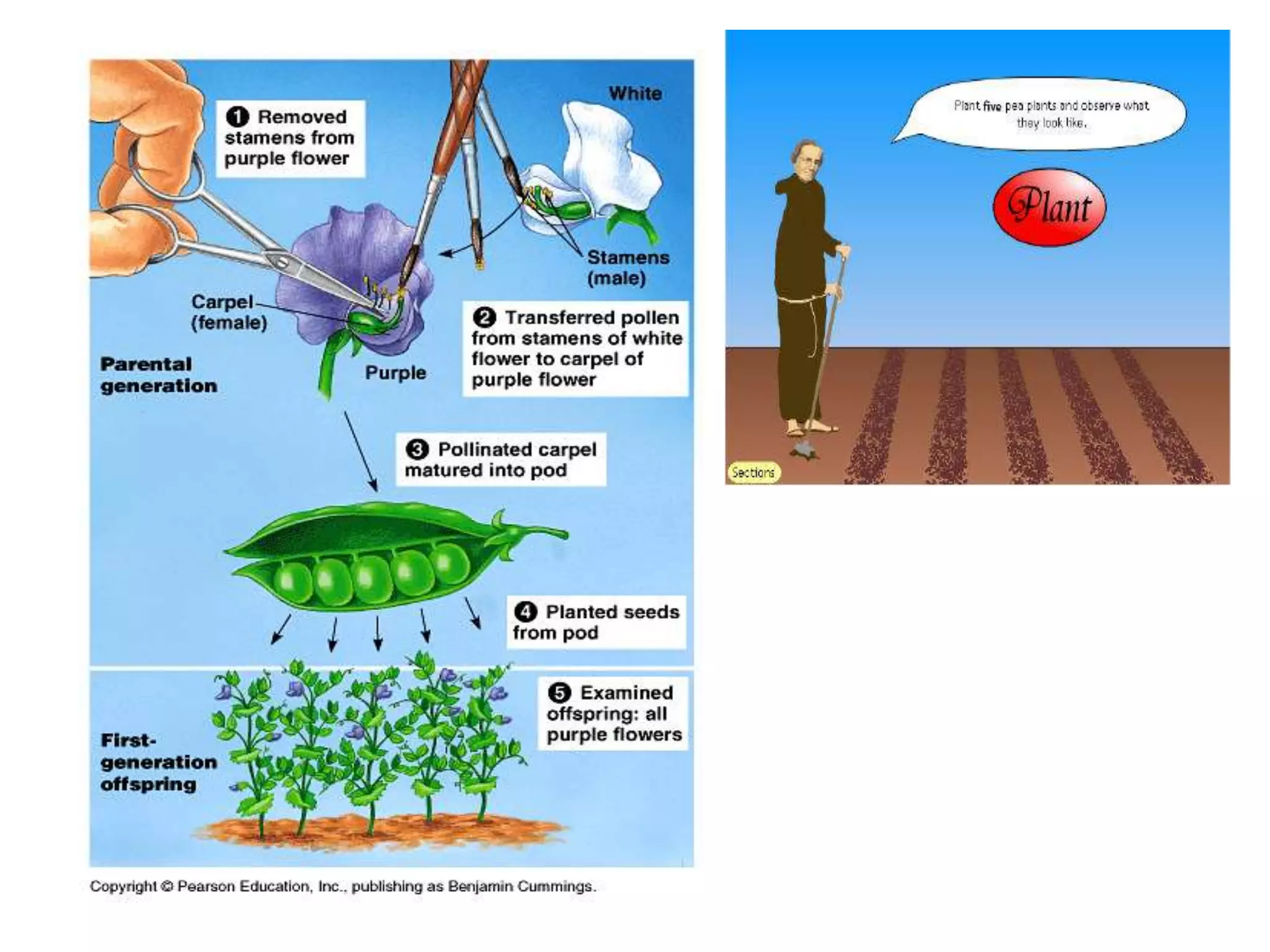 Chapter 5 inheritance | PPT