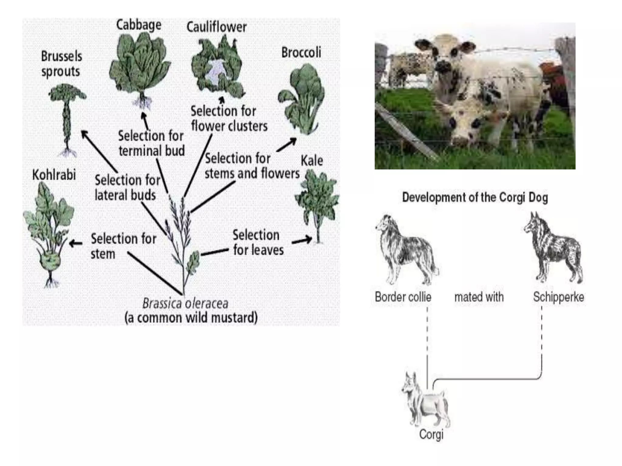 Chapter 5 inheritance | PPT