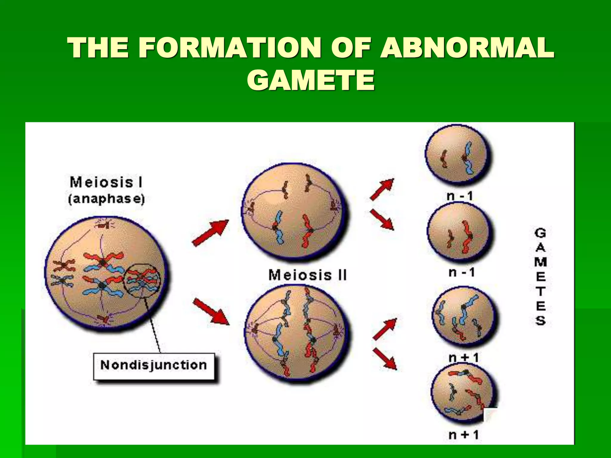 CHAPTER 5 INHERITANCE.ppt | Blood Disorders | Diseases and Conditions