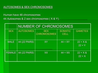 CHAPTER 5 INHERITANCE.ppt | Blood Disorders | Diseases and Conditions