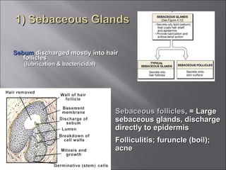 Chapter5 integumentarymarieb | PPT