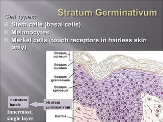 Chapter5 integumentarymarieb | PPT