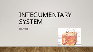 Chapter 5 Integumentary System ( Anatomy and Physiology) .pptx