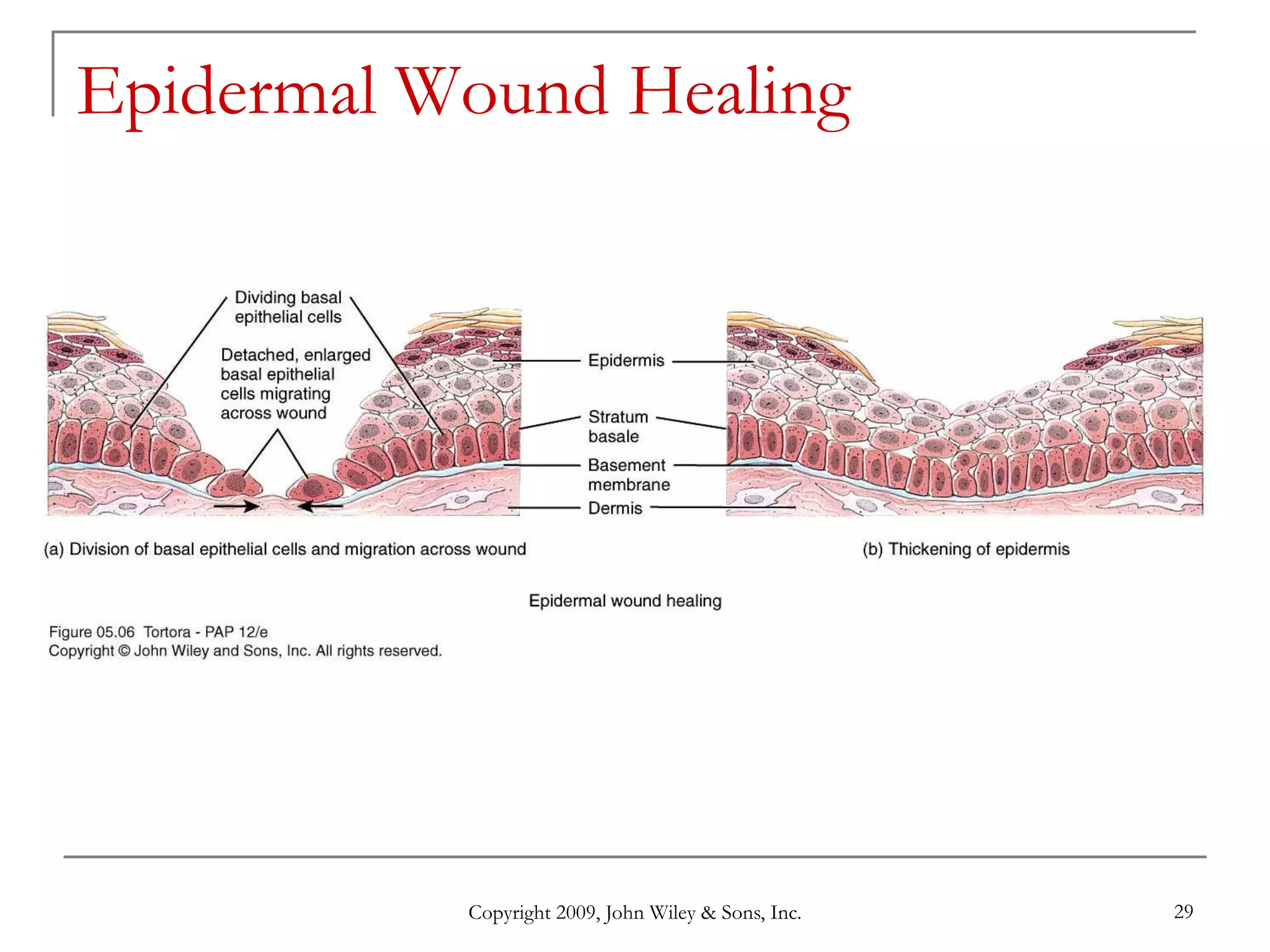 Chapter_5_Integumentary_System_Power_Point.ppt
