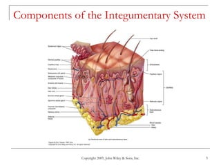 Chapter_5_Integumentary_System_Power_Point.ppt