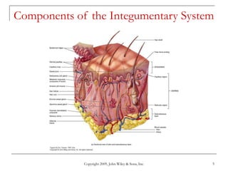 Chapter_5_Integumentary_System_Power_Point.ppt