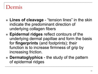 Chapter_5_Integumentary_System_Power_Point.pptx