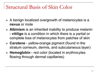 Chapter_5_Integumentary_System_Power_Point.pptx