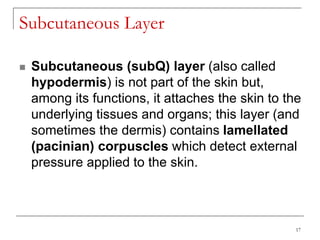 Chapter_5_Integumentary_System_Power_Point.pptx
