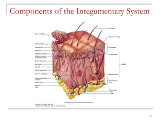 Chapter_5_Integumentary_System_Power_Point.pptx