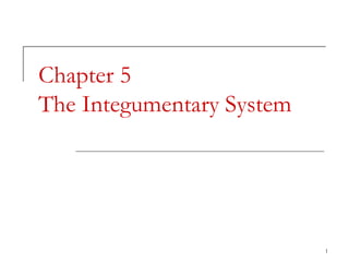 Chapter_5_Integumentary_System_Power_Point.pptx