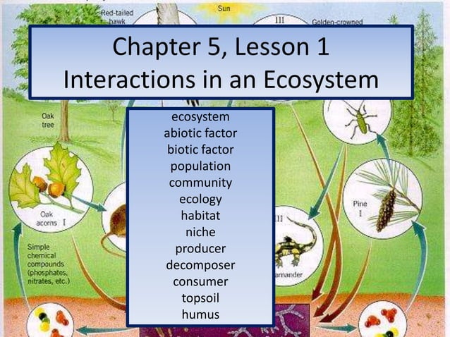 Chapter 5, lesson 1 | PPT