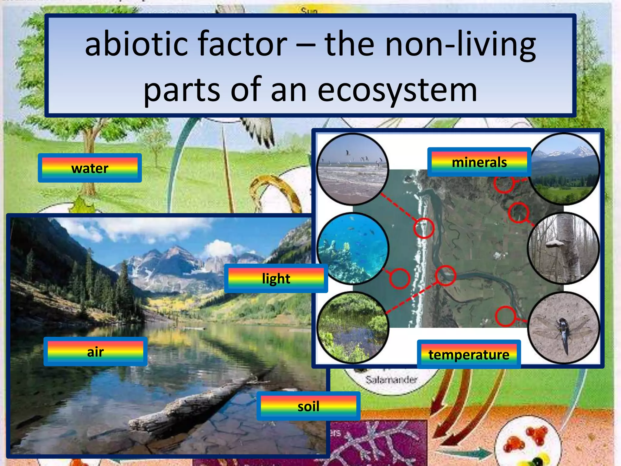 Chapter 5, Lesson 1 Interactions in an Ecosystem | PPT