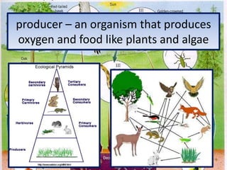 Chapter 5, Lesson 1 Interactions in an Ecosystem | PPTX