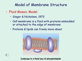 Chapter 5 Membranes_VOICE.pptx