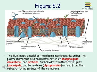 Chapter 5 Membranes_VOICE.pptx